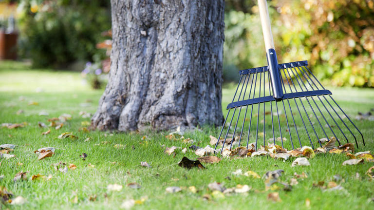 Here's Why Your Oak Tree Is Shooting You With So Many More Acorns Than ...