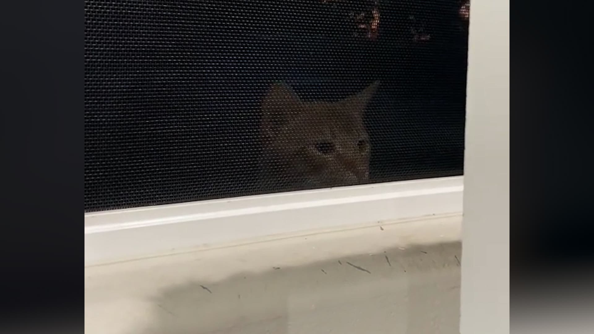 Woman Feeds Stray Cat—Then He Figures Out Where She Lives
