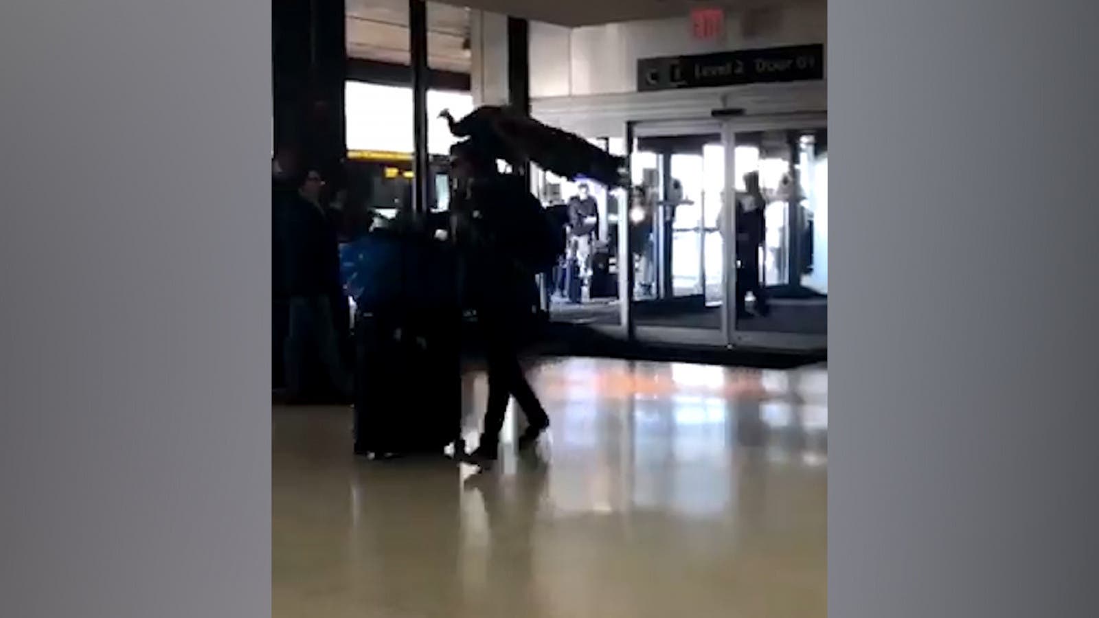 Woman Tries to Board United Flight With Peacock as Comfort Animal