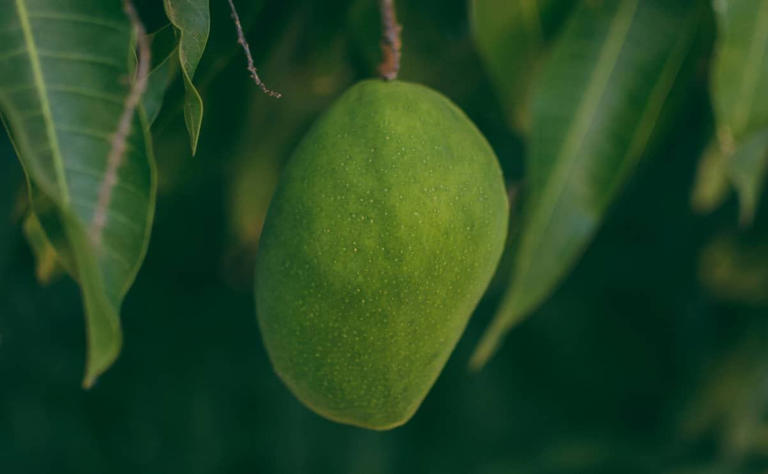 Para qué sirve la infusión de hojas de mango