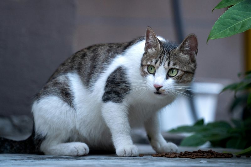 8 Possible Reasons Why Your Cat Knocks Stuff Off The Table