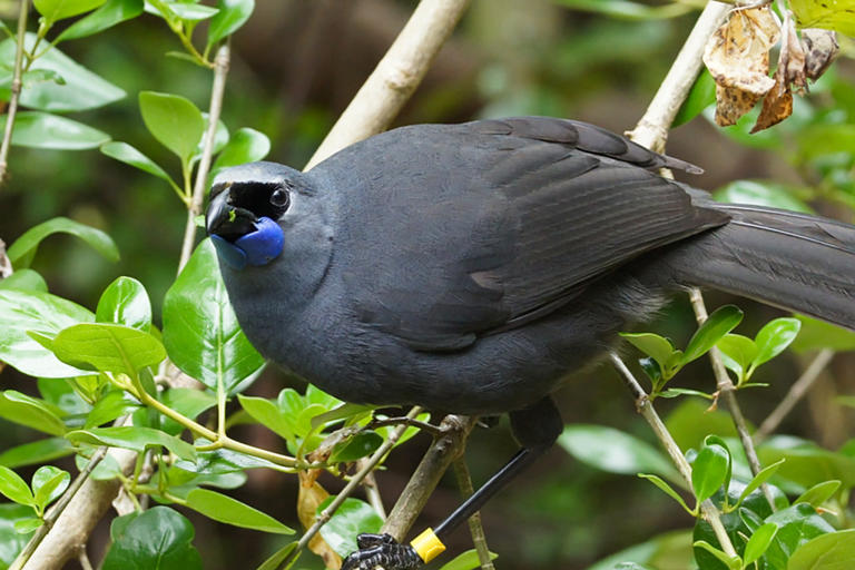 To Save Its Rare Birds, New Zealand Is Relying on Nation of Backyard ...