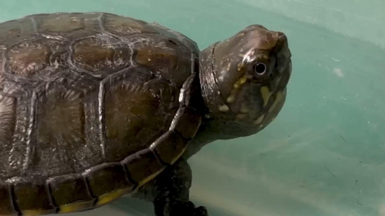 Guadalajara zoo celebrates the birth of world's smallest freshwater turtle