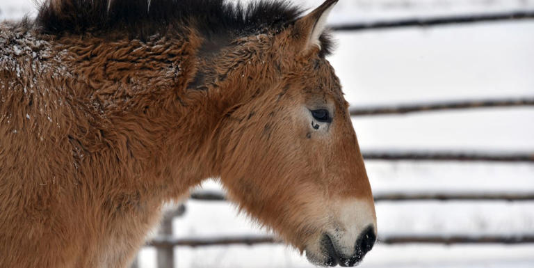 The Horses of Chernobyl Are Earth’s Last Wild Breed—and Thriving in a ...
