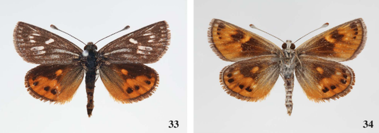 ‘Sun' creatures - with ‘colored' wings - are new endangered species in ...
