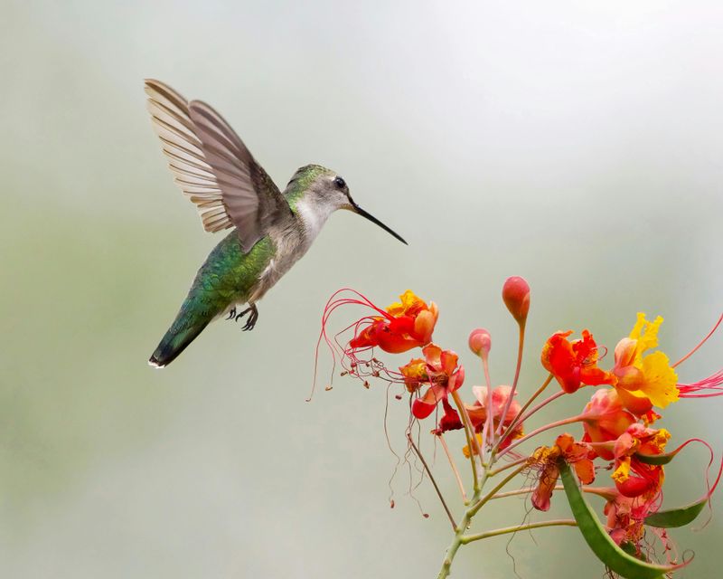 Why Do Hummingbirds Fly Backwards When No Other Birds Can?