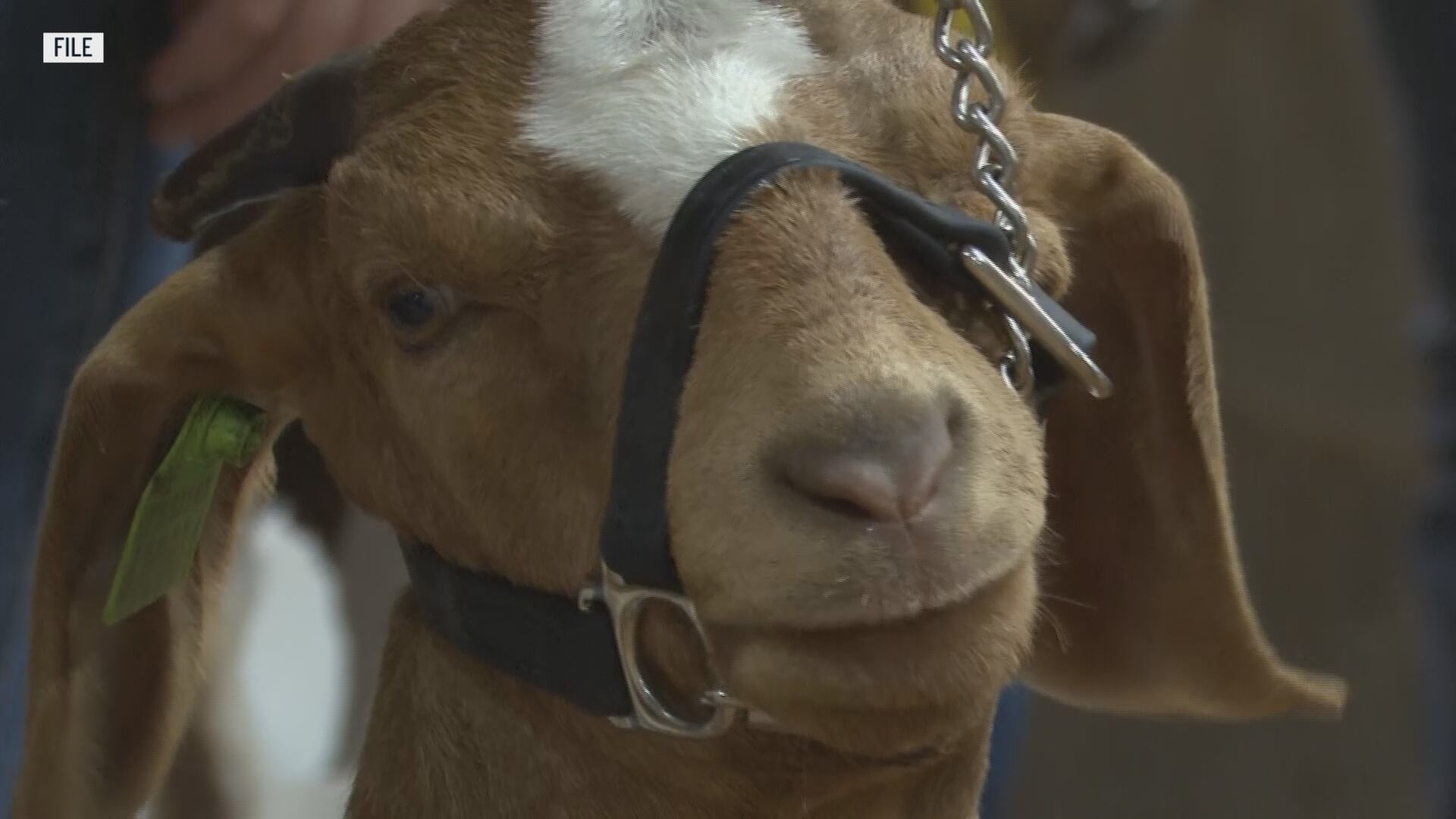 Heart O’ Texas Fair & Rodeo returns on Thursday