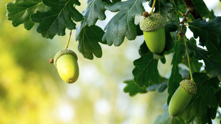 Here's Why Your Oak Tree Is Shooting You With So Many More Acorns Than ...