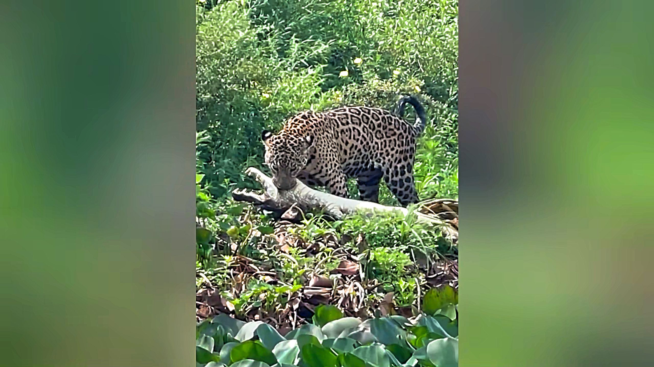 Jaguar Spotted Carrying Its Prey