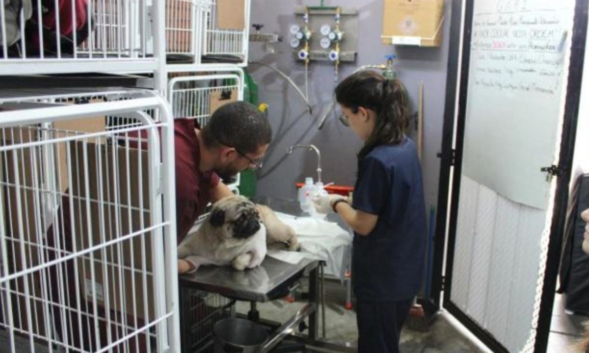 Complexo Veterinário oferece apoio psicológico a tutores de animais doentes