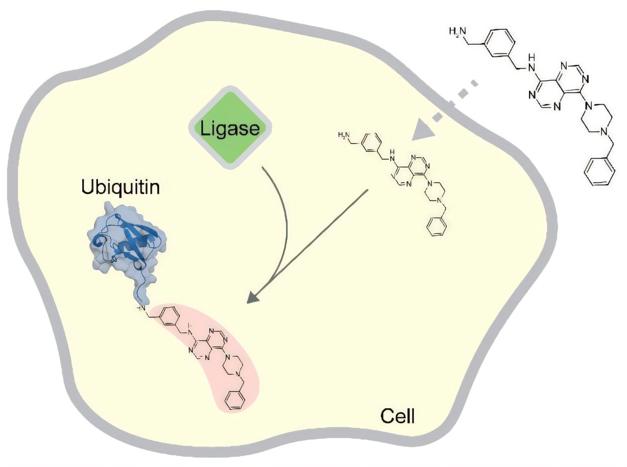 Ubiquitin's ability to tag synthetic compounds offers new path to drug ...