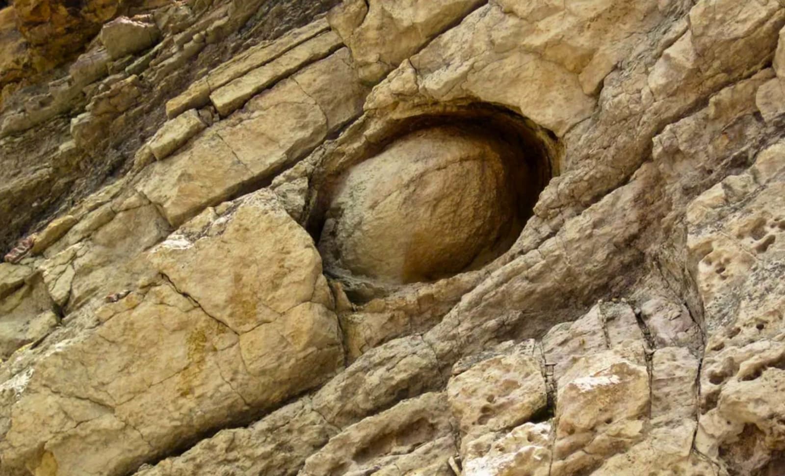 Scientists Baffled by Rocks That Lay Eggs Every 30 Years