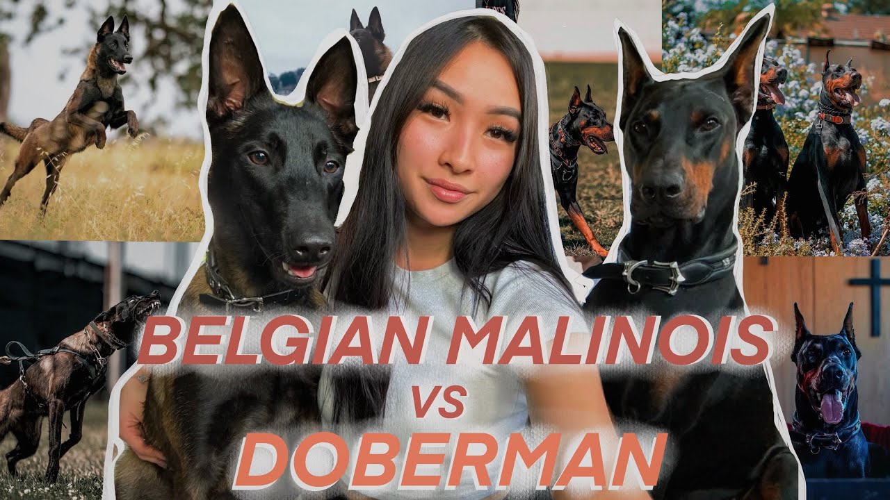Doberman or Malinois? Here is how to choose the right dog