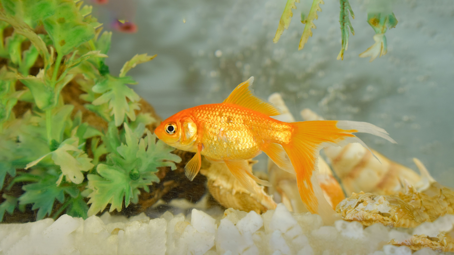 Facts About Goldfish You Might Not Have Known