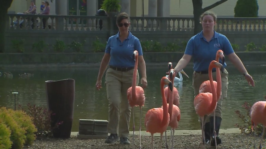 Pink parade: Flamingos steal the show at Brookfield Zoo