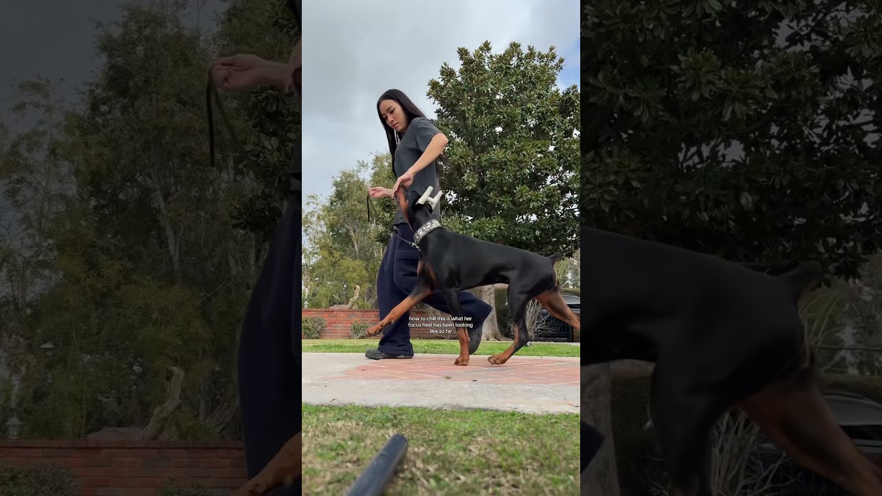 Owners share lessons learned from nine months with a Doberman