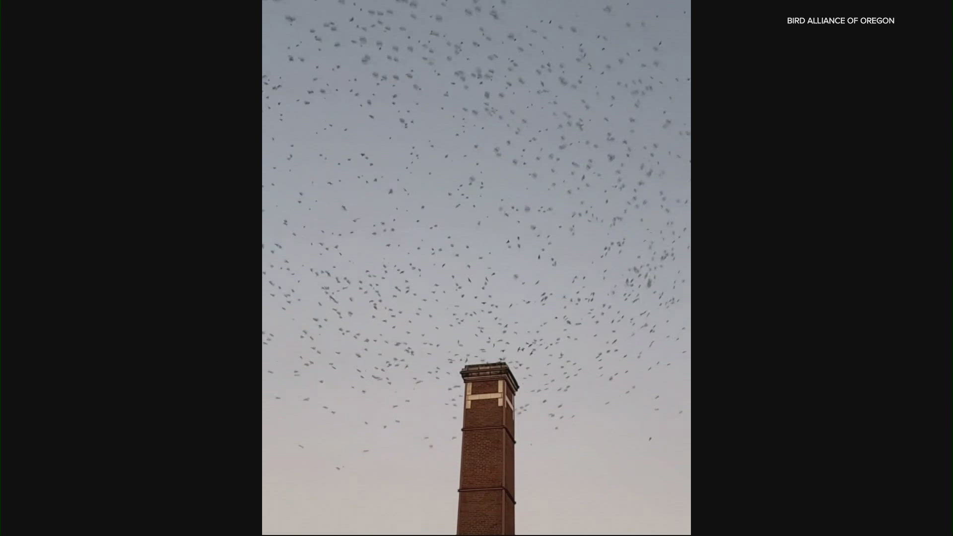 Vaux's swifts congregate at new spot in Southeast Portland