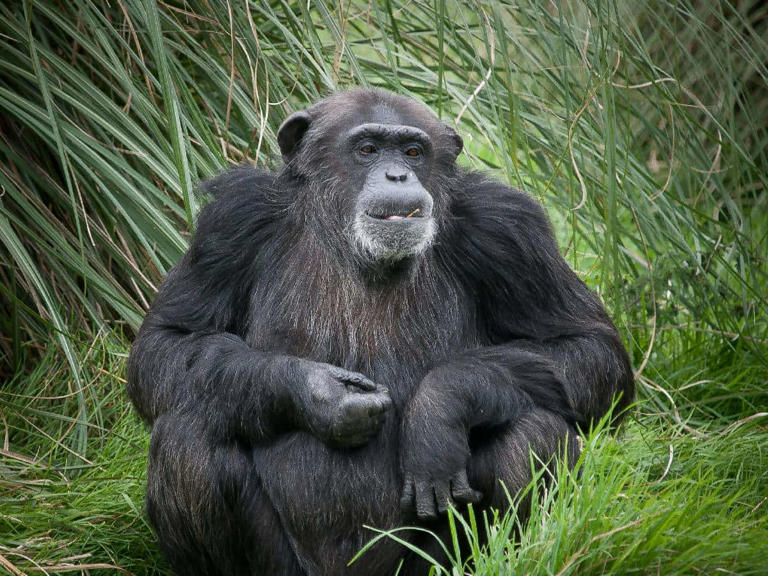 Teoría del mono borracho: chimpancés podrían explicar nuestra afición ...