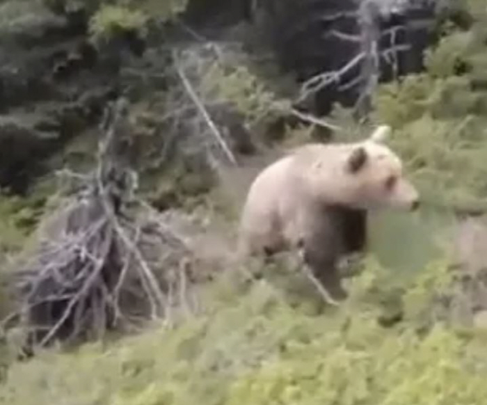 Bear pushes hikers down the cliff...Filming a harrowing video of a ...