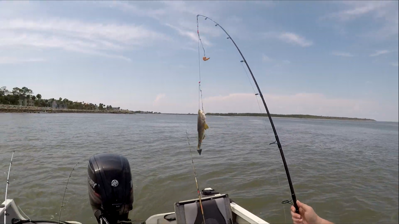 Bottom Fishing Adventure at Fripp Inlet: Whiting, Croaker, Sharks & More