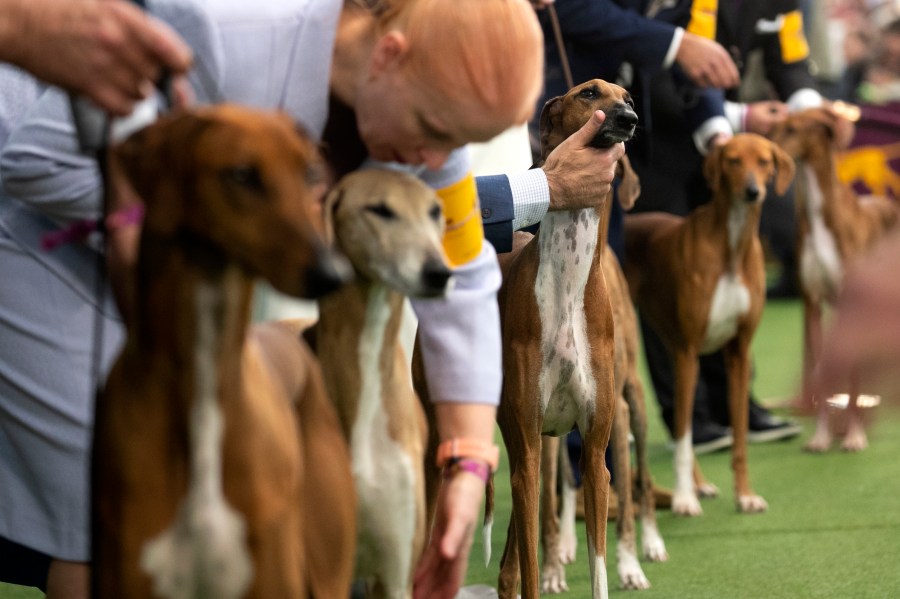 West Virginian selected to judge Westminster Dog Show