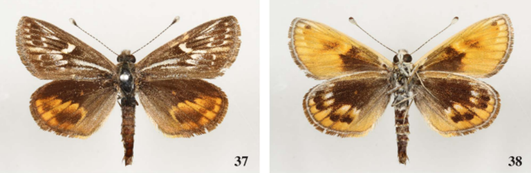 ‘Sun' creatures - with ‘colored' wings - are new endangered species in ...