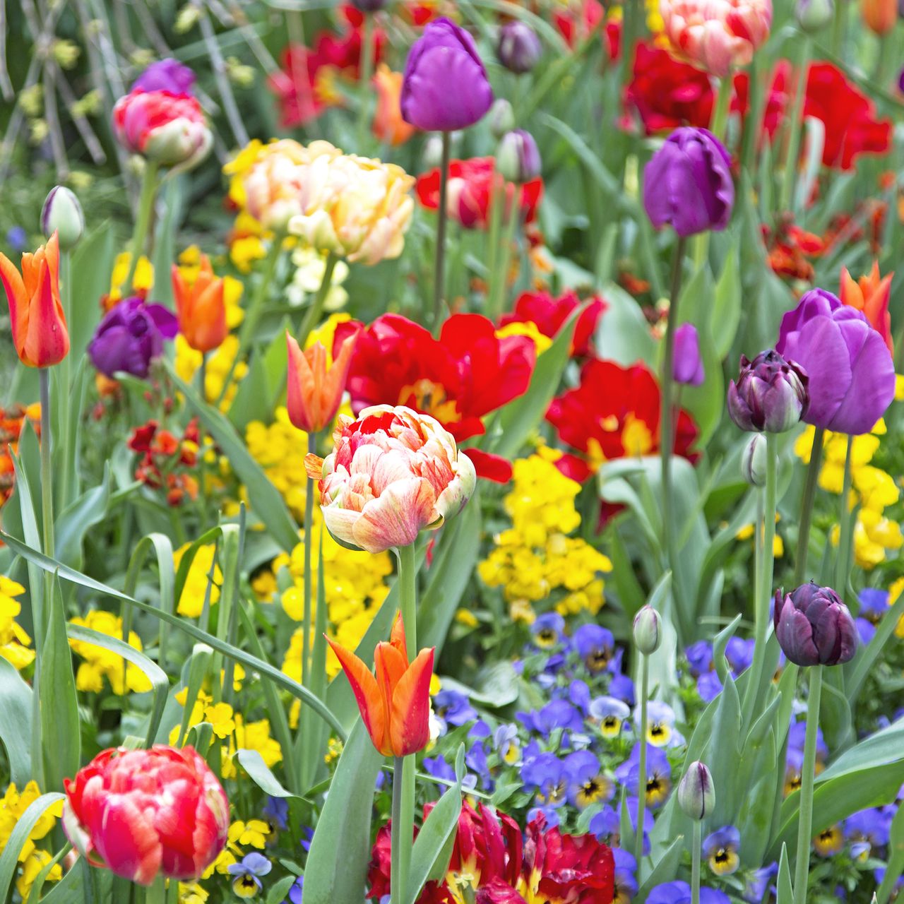 7 Spring-Flowering Bulbs I Plant Every Fall for a Sensational Display ...