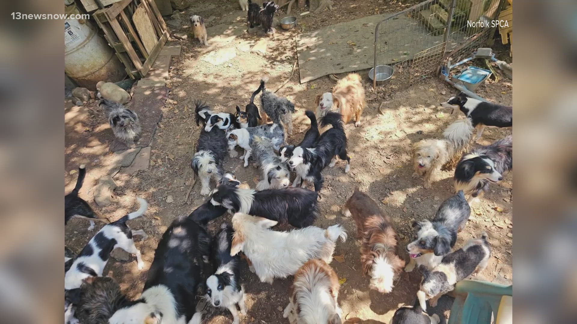 Norfolk, Virginia Beach SPCA help care for 200 dogs rescued from ...
