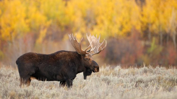 Woman stomped by moose in Boulder County