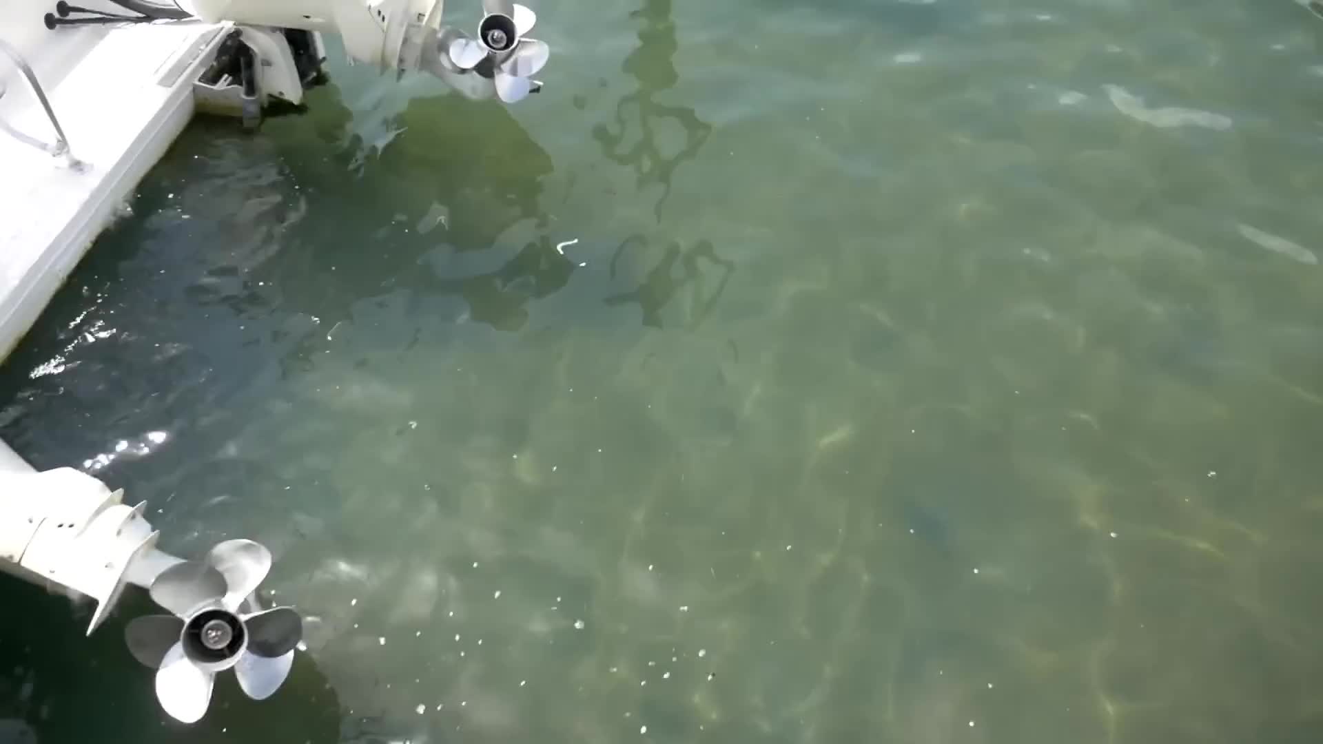 I caught a giant red hermit crab! 🦀