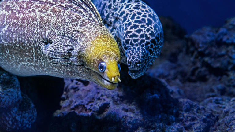 Deep-sea fish found with human-like vision