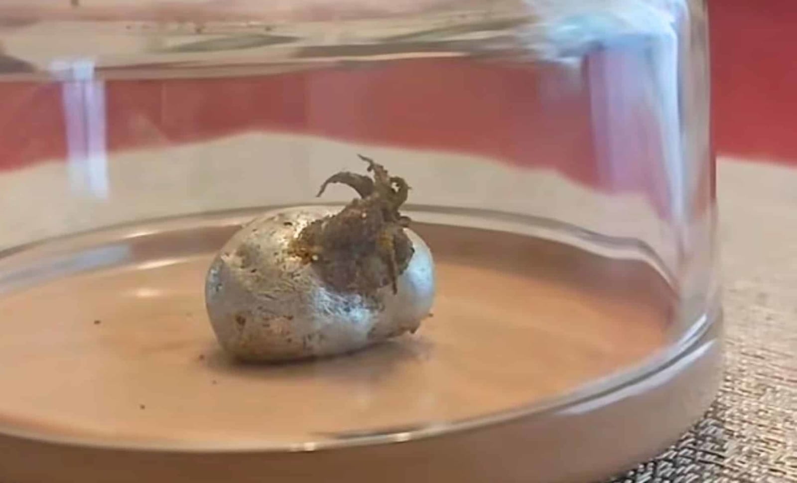 Strange Tentacles Emerge from a Space Rock: A TikToker Reveals A Creepy Phenomenon