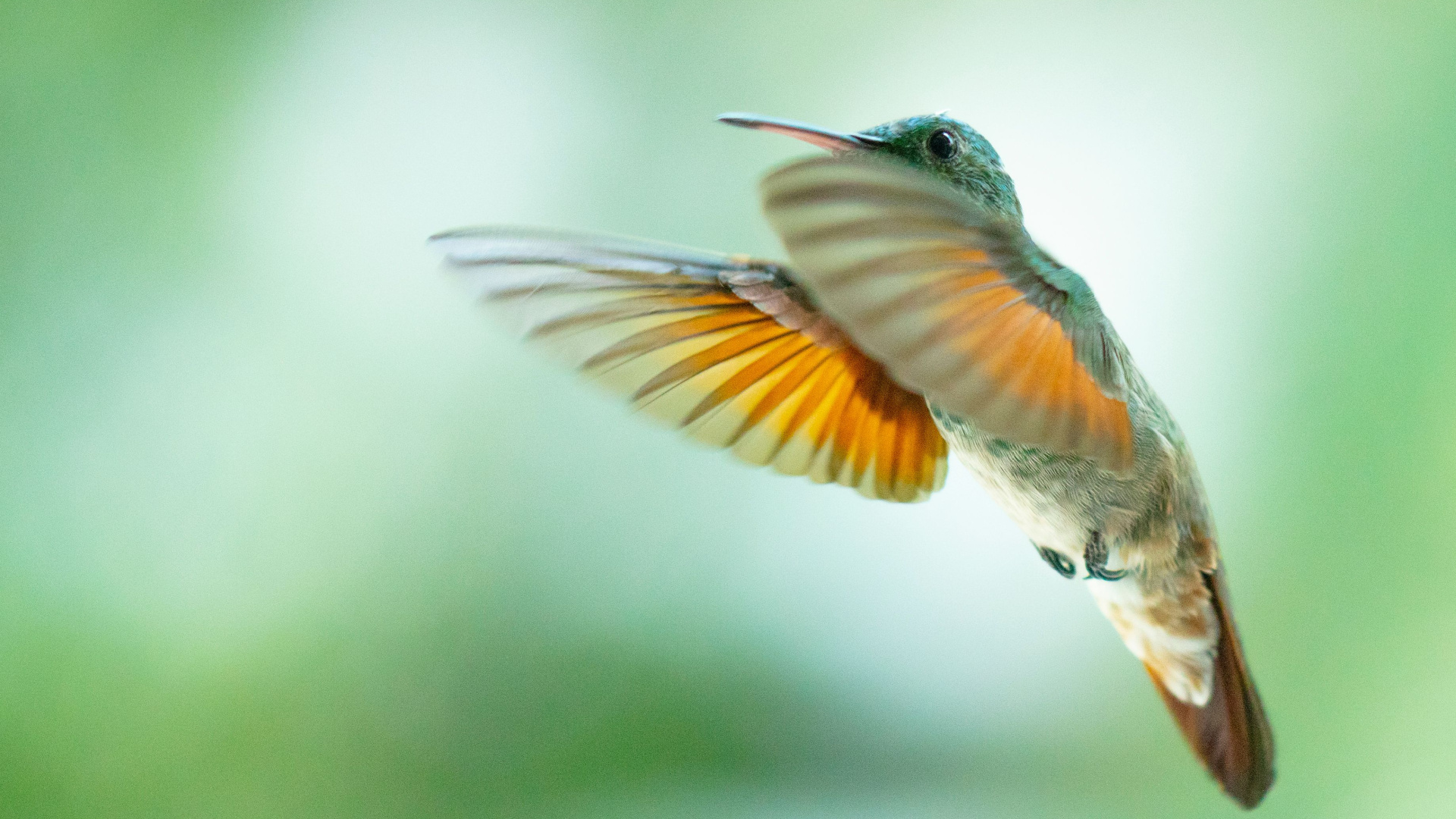 Why Do Hummingbirds Fly Backwards When No Other Birds Can?