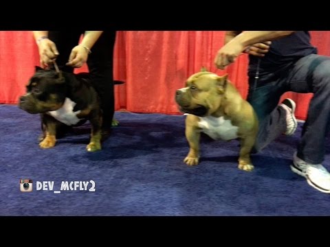 AMERICAN BULLY SHOW THE UNITED BULLY BREED EXPO IN OHIO