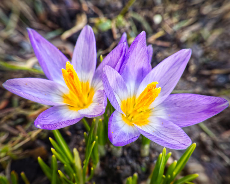 7 Spring-Flowering Bulbs I Plant Every Fall for a Sensational Display ...