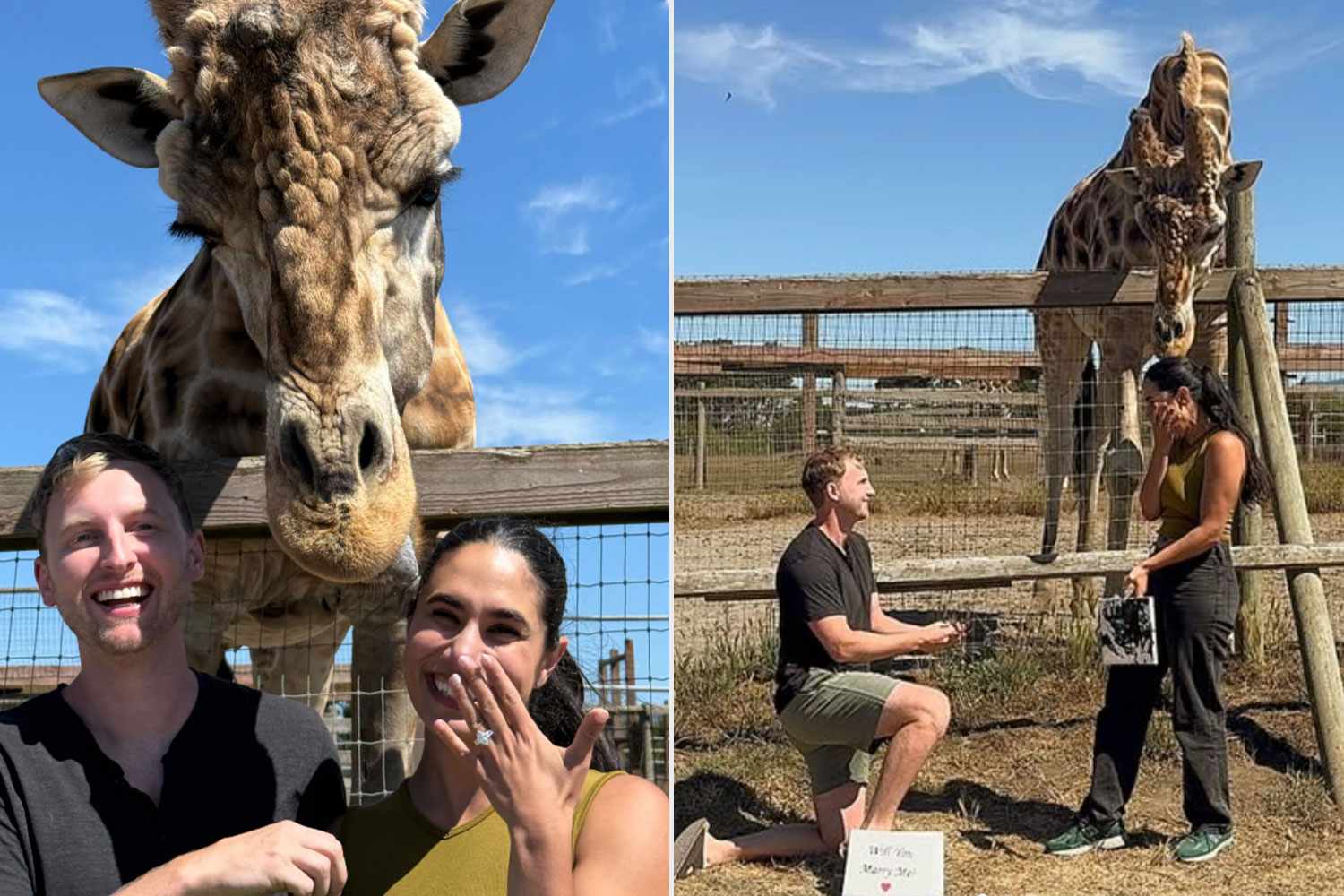 Giraffe Helps Man Propose to His Veterinarian Girlfriend (Exclusive)