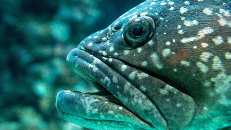 Deep-sea fish found with human-like vision