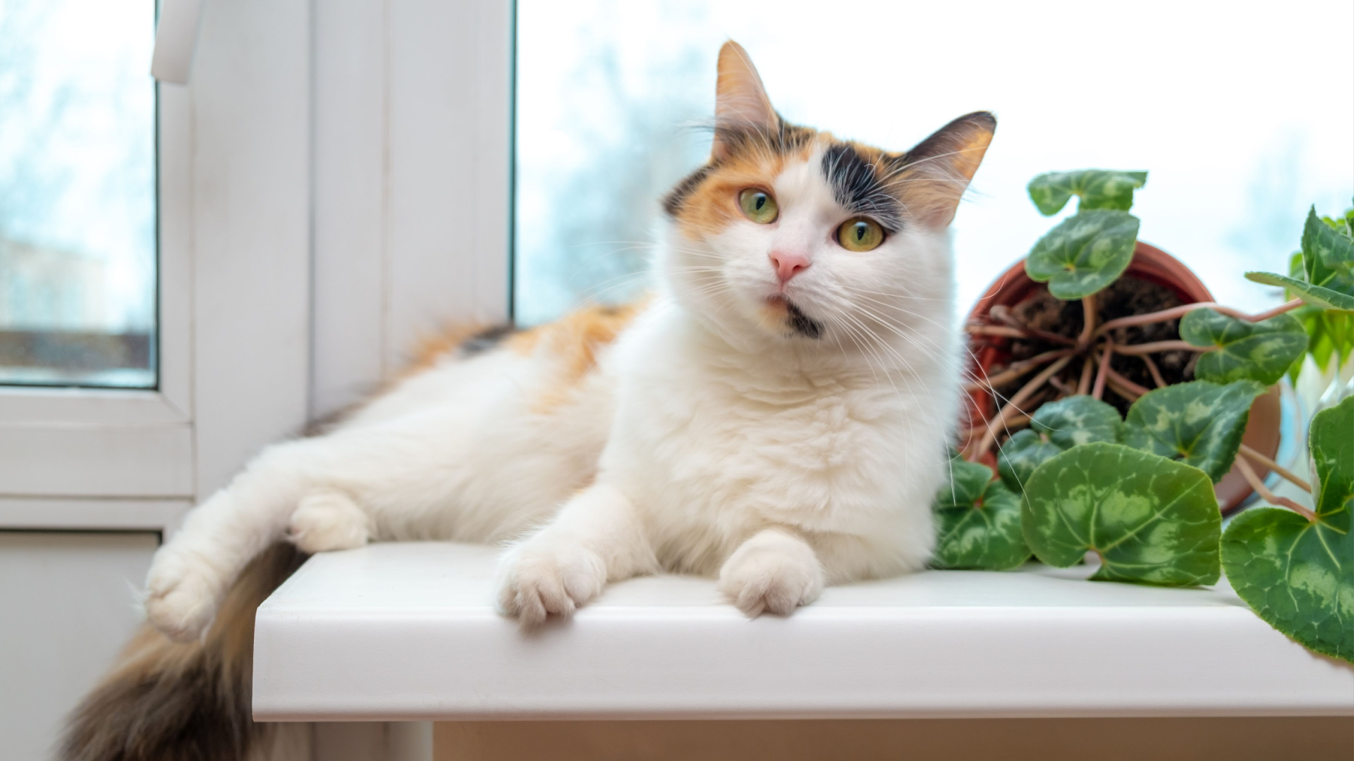 8 Possible Reasons Why Your Cat Knocks Stuff Off The Table