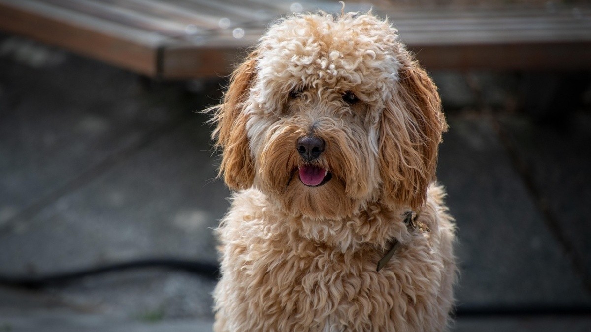 16 razas de perros que aman intensamente y se conectan emocionalmente ...