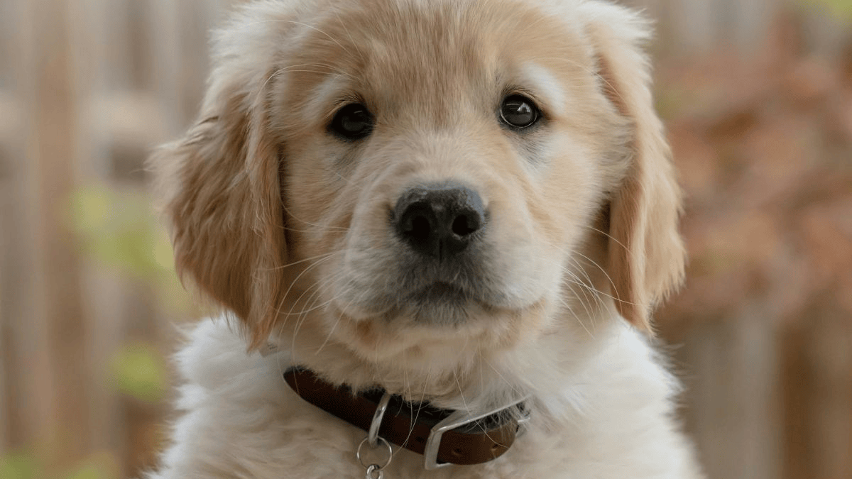 16 razas de perros que aman intensamente y se conectan emocionalmente ...