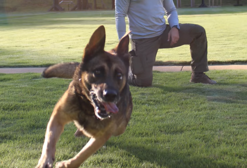 GCSO K-9 Micky Enters Retirement