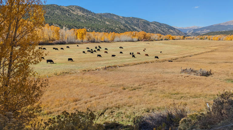 Hidden In Colorado's Mountains Is A Cozy Town With A Renowned Tap Room ...
