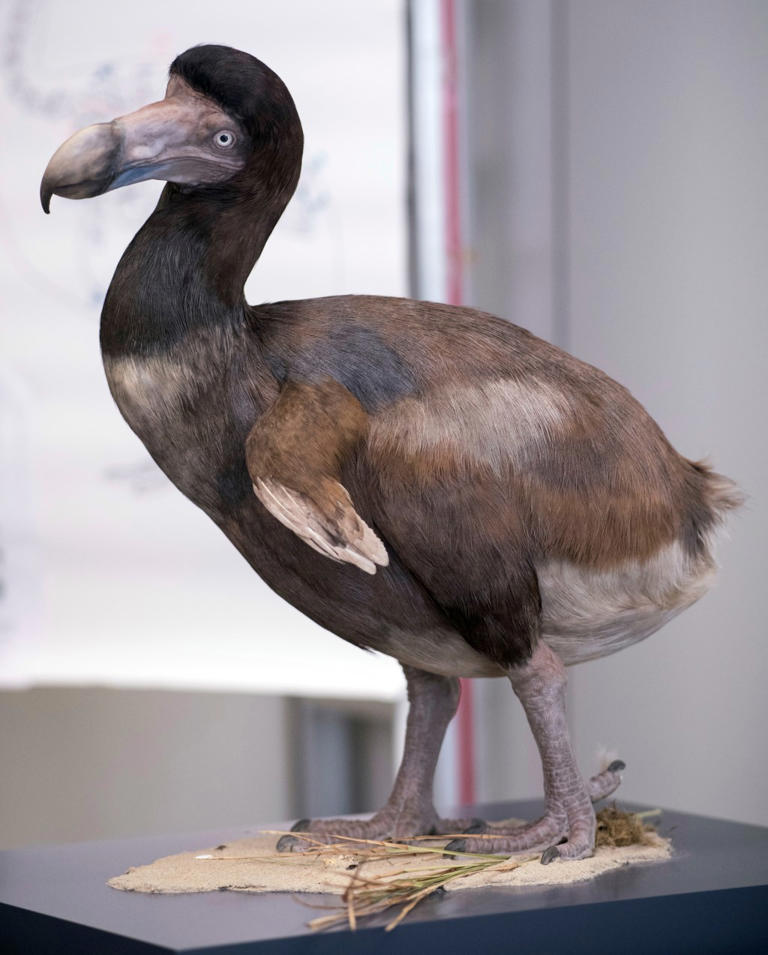 Texas company makes major breakthrough in de-extinction of dodo bird ...