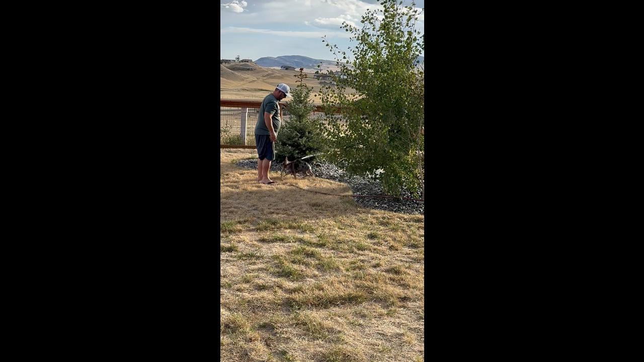 Frenchie or Hose Gremlin?