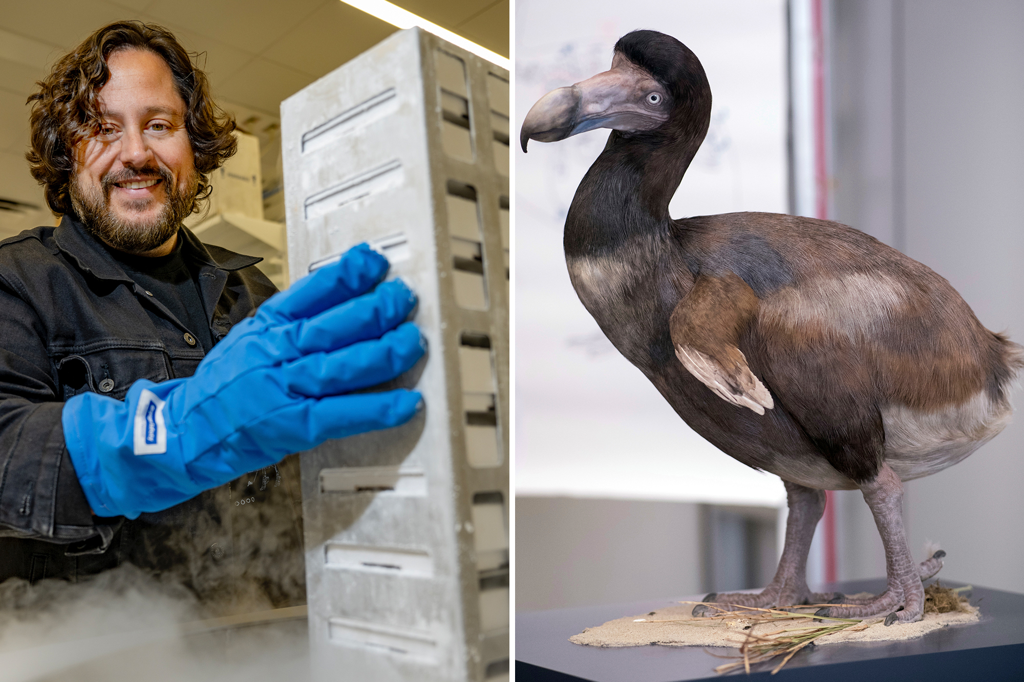 Texas company makes major breakthrough in de-extinction of dodo bird ...