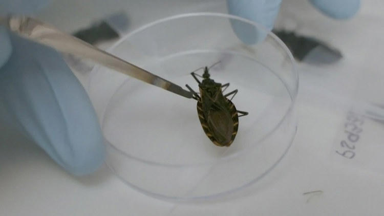 Kissing bugs: What to know about the insects linked to a potentially ...