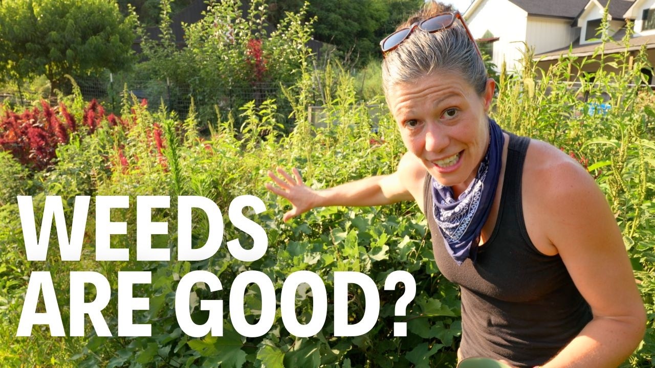 Weeds can solve your garden issues