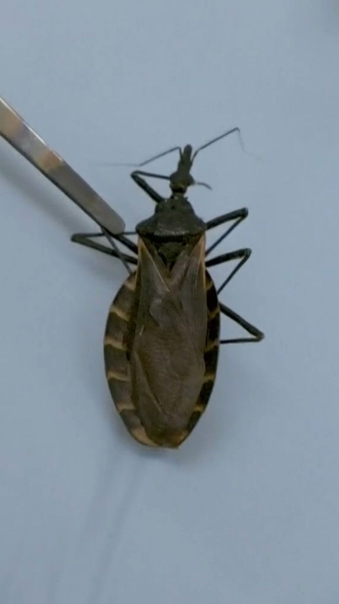 Kissing bugs: What to know about the insects linked to a potentially ...