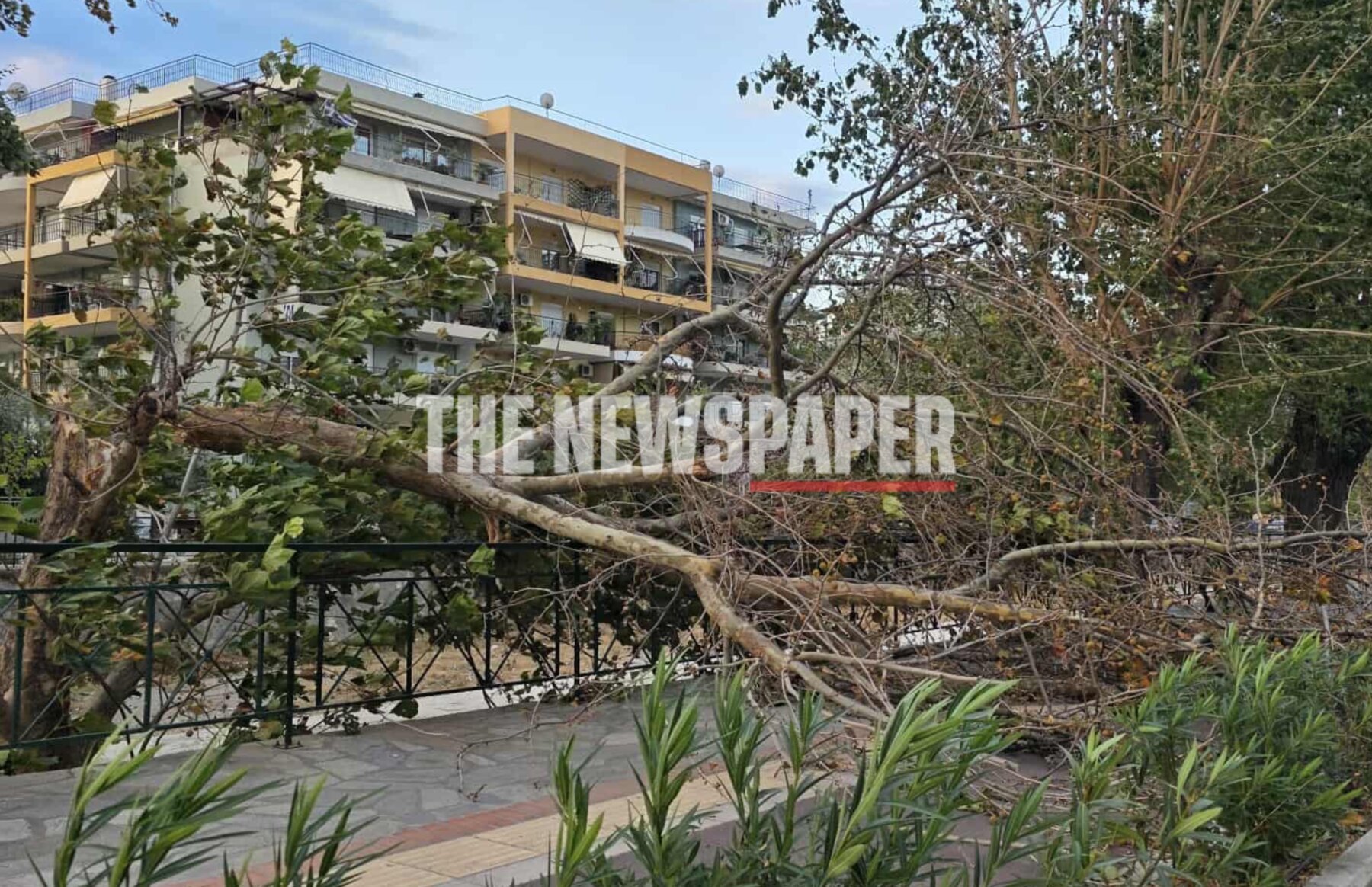 Βόλος: Έπεσαν δέντρα σε κολώνες ρεύματος και σε σταθμευμένα οχήματα ...