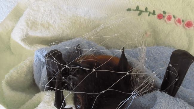 Australian Woman Rescues Bat Trapped in Netting